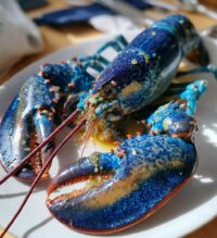 Blue Lobster: 6 Secrets to Make It Irresistibly Delicious – Vihaad Przepisy
